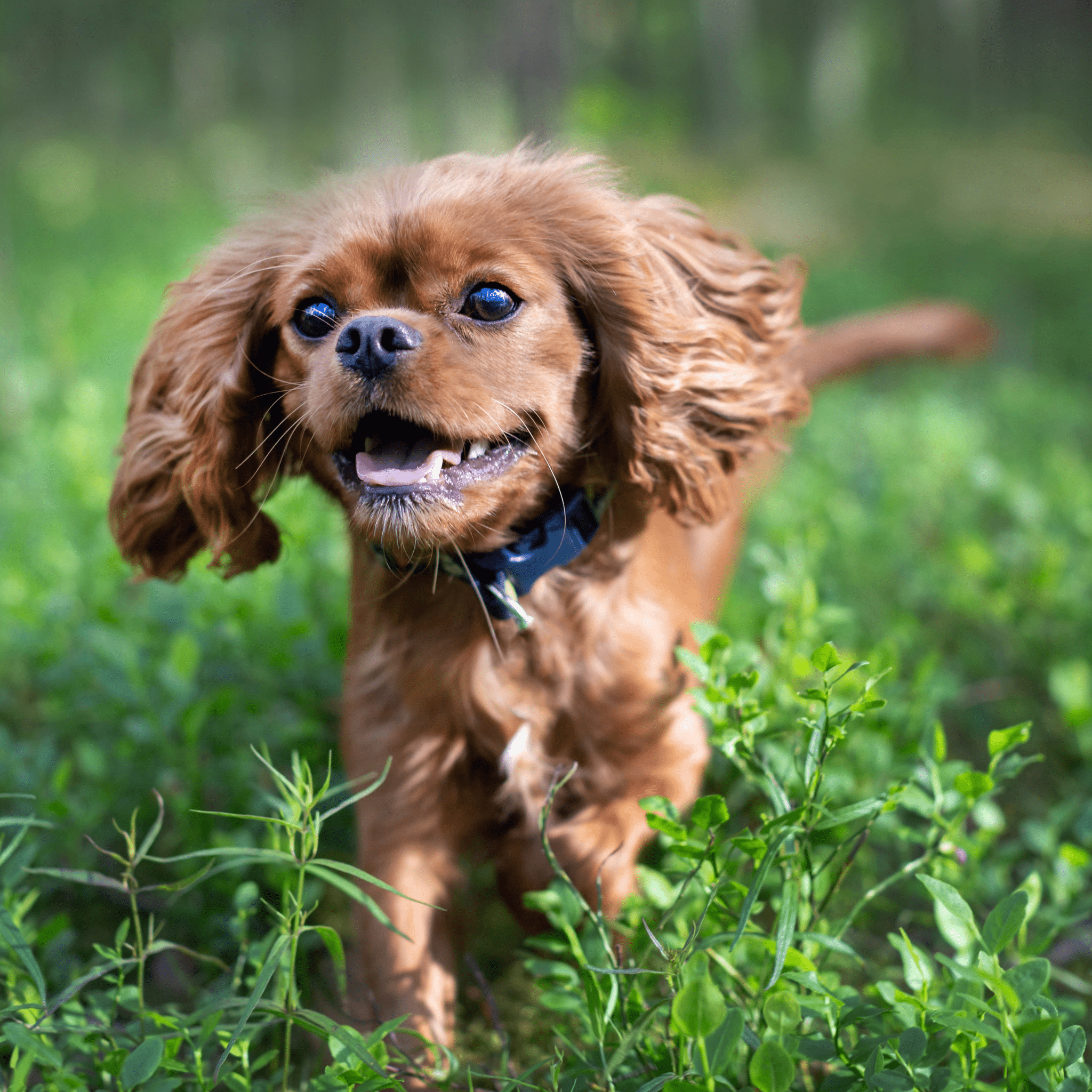 MANTEQUILLA DE MANÍ KAMBÚ TRADICIONAL