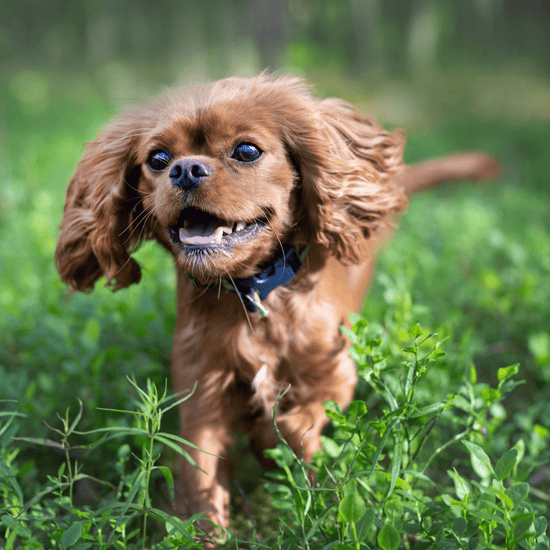 MANTEQUILLA DE MANÍ KAMBÚ TRADICIONAL